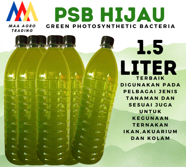 PSB Photosynthetic Bacteria Hijau 1500ml Untuk Pertanian Penyubur ...
