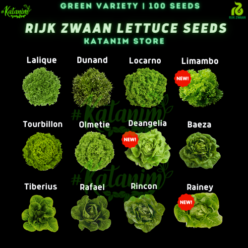 Katanim | RZ Green Lettuce Seeds Collection 1 (Repacked 100 seeds) Rijk ...