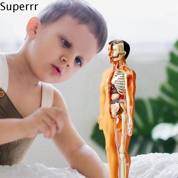 SUPERRR Transparent 3d Human Torso Model Plastics DIY Mannequin Science ...