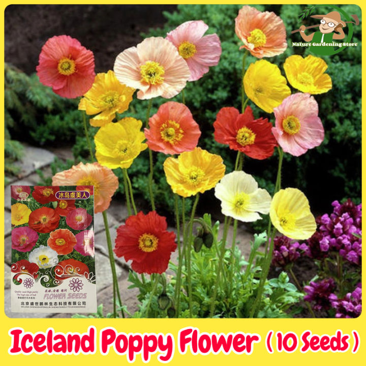 100% Legit Iceland Poppy Flower Seeds for Planting & Gardening (10 Seed ...