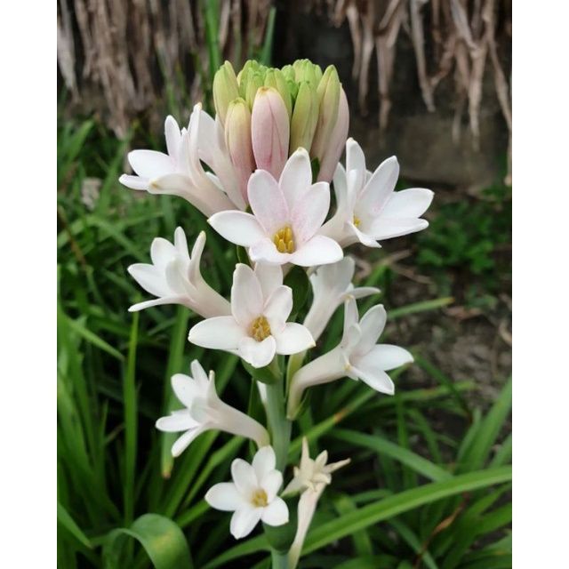 Tanaman hias sedap malam / bunga sedap malem / Polianthes tuberosa ...