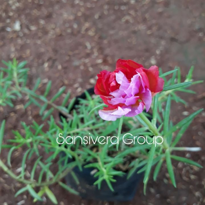 Tanaman Sutra Bombay Merah / Portulaca Grandiflora / Sby | Lazada Indonesia
