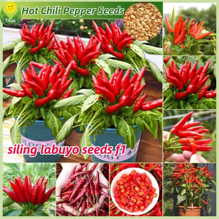 100% Legit Fresh Organic Hot Chili Pepper Seeds for Planting (150pcs ...
