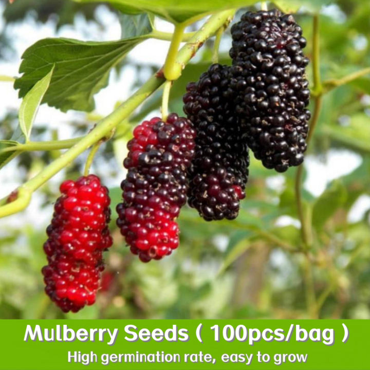 Fast Delivery!! Fresh Mulberry Seeds for Planting - (100 Seeds/pack ...