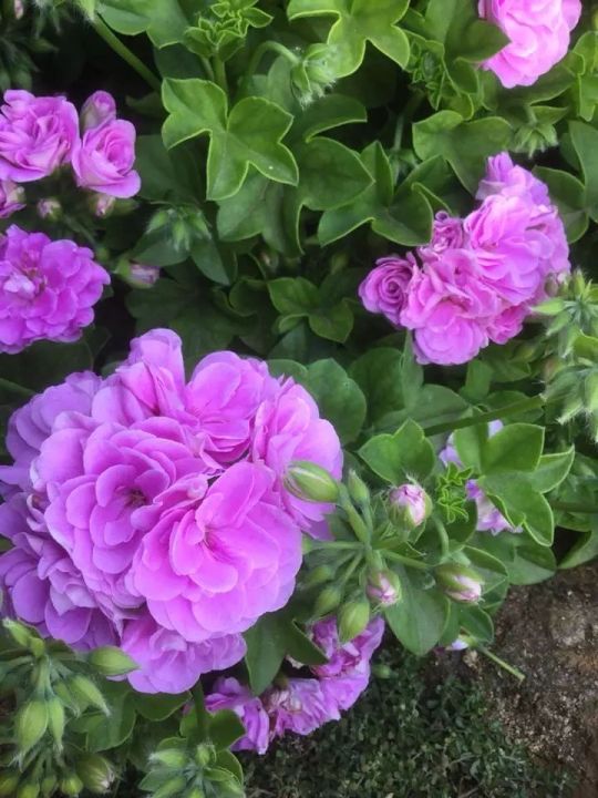 Hanging double-petalled geranium gathers tendrils. Summer rose powder ...
