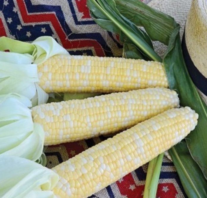 เมล็ดพันธุ์ ข้าวโพดหวาน เซเรนดิพิตี้ (Serendipity Triple Sweet Corn F1 ...