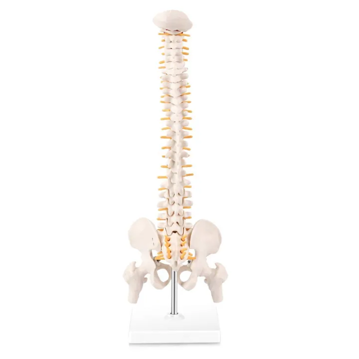 Miniature Spine Anatomy Model, 15.5inch Mini Vertebral Column Model ...