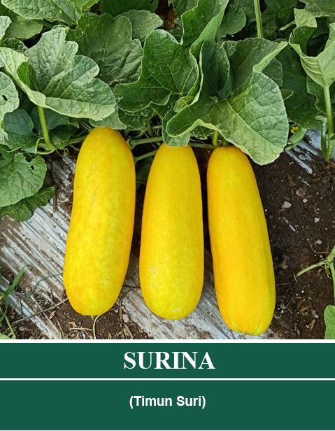 Benih Timun Suri Surina Small Pouch (Kemasan Kecil) Original Mutiara ...