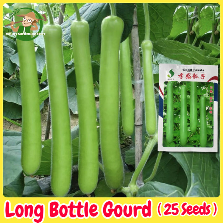 Long Bottle Gourd Upo Seeds for Planting (25 Seeds) - High Yield Upo ...
