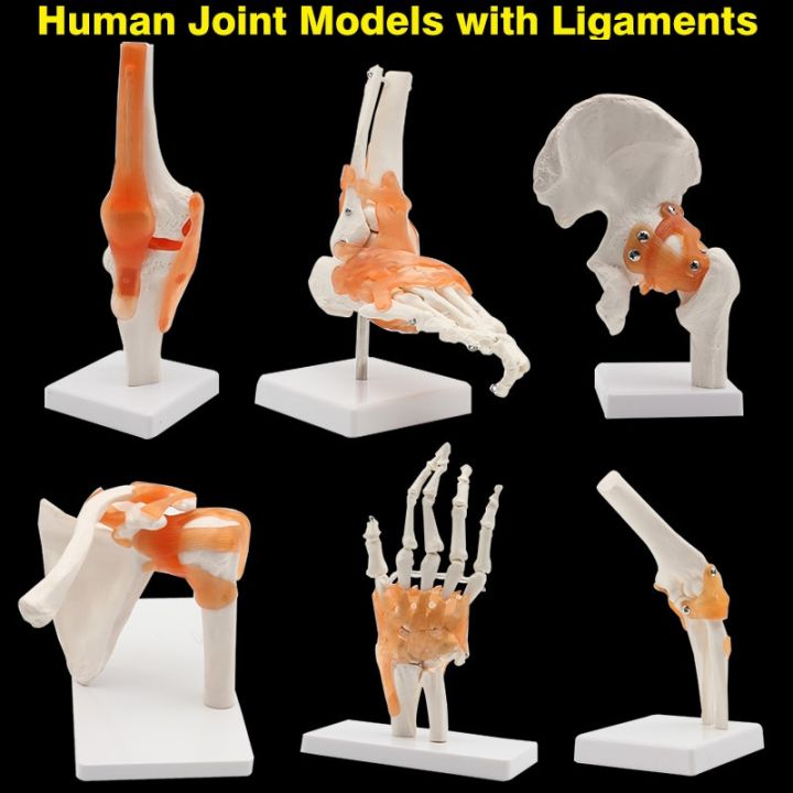 Human Skeleton Joint Anatomy Models Knee Elbow Foot Hand Shoulder Hip ...