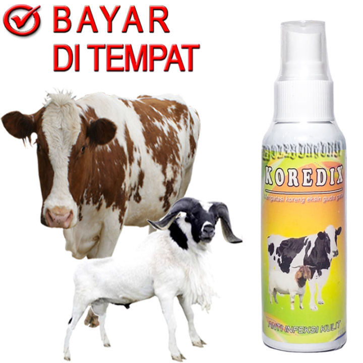 KOREDIX HERBAL Obat Koreng Sapi Kambing Kuda Kerbau Domba Basmi Luka ...