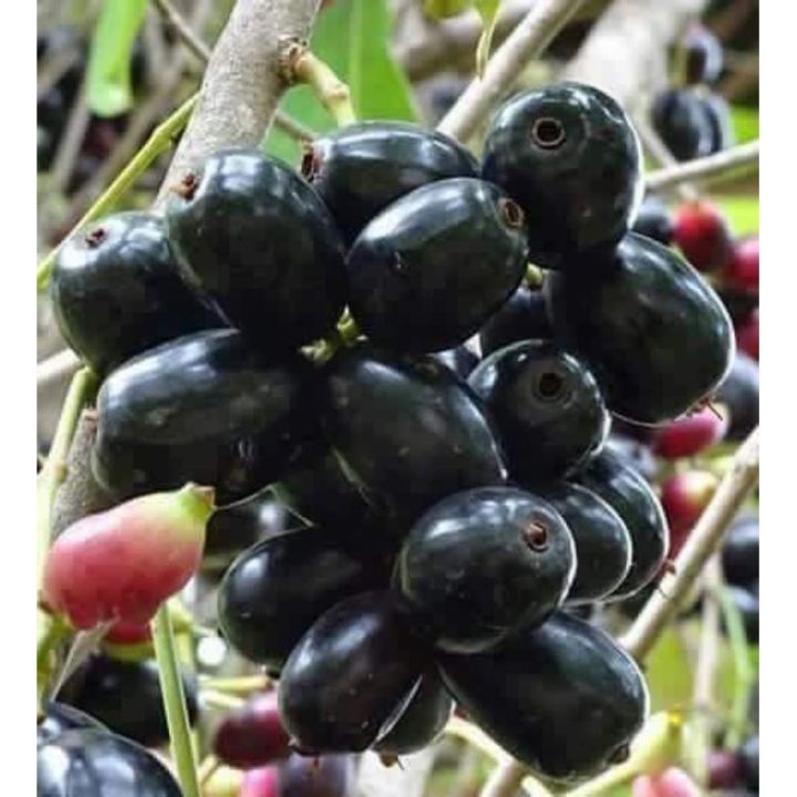 Anak pokok keriang doc jambu arang | Lazada