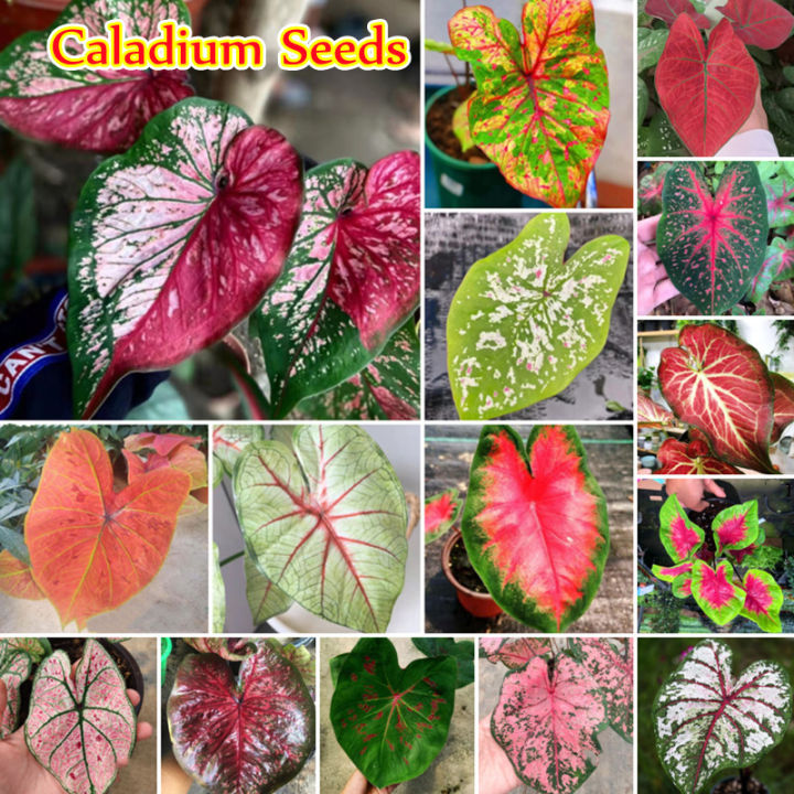 15 Colors Caladium Seeds for Planting (100 Seeds) Benih Bung Keladi ...