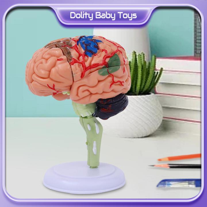 Dolity Anatomical 4D Disassembled Model Biology Learning Human Brain ...