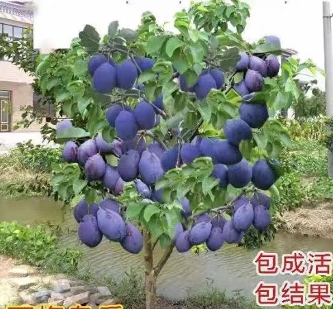 Prune saplings grafted plum fruit tree seedlings potting the results of ...