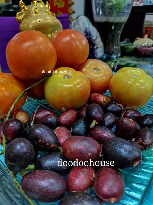 READY STOCK (POKOK BUY 1 FREE 1) SWEET LONGAN BRAZIL/ ANAK POKOK BUAH ...