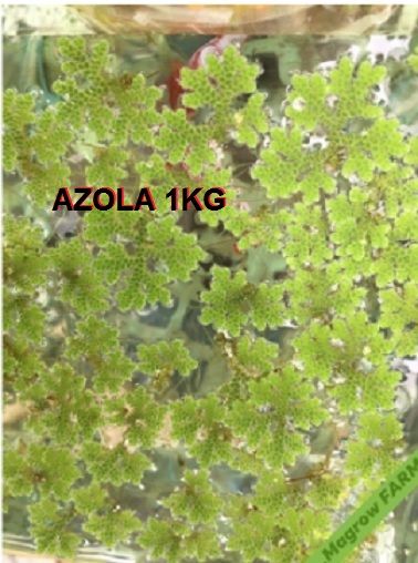 Azolla microphylla | Azola | Makanan ternakan 1kg | Lazada