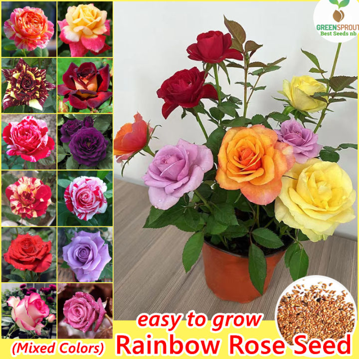 100 Seeds Rainbow Rose Flower Seeds Mixed Assorted Varieties Rose ...