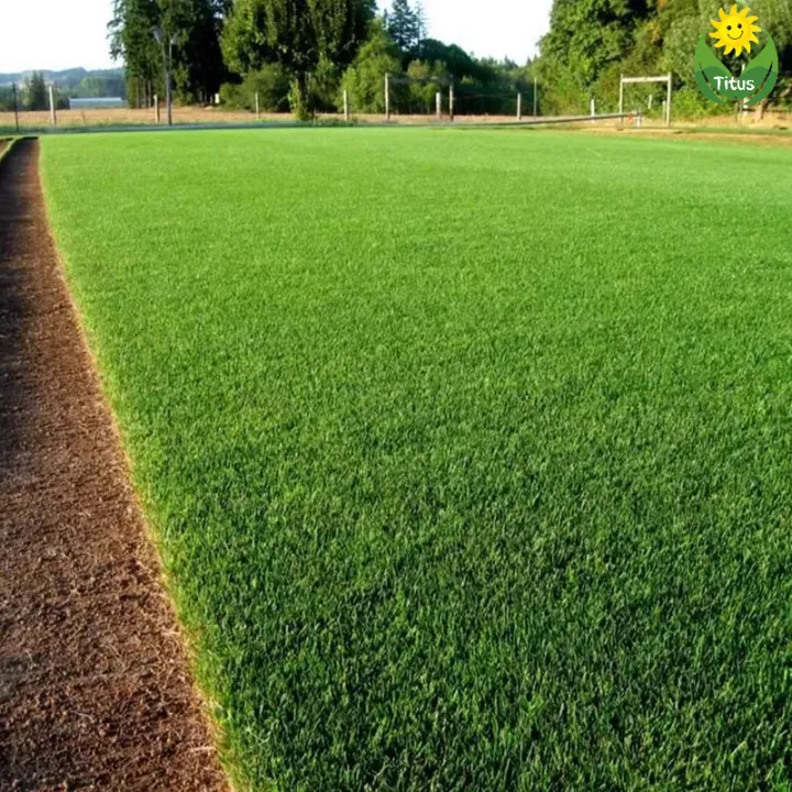 Dwarf Bermuda grass evergreen throughout the year, resistant to ...