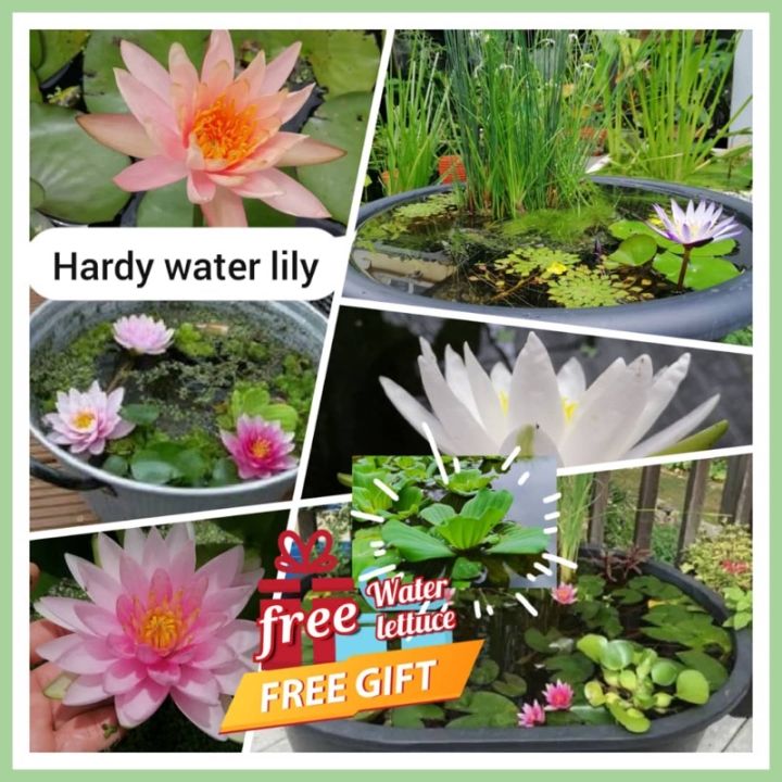 Water Lily Hardy Water lily Pond plantWater plant Aquatic Plants Water Feature PlantNymphaea ...
