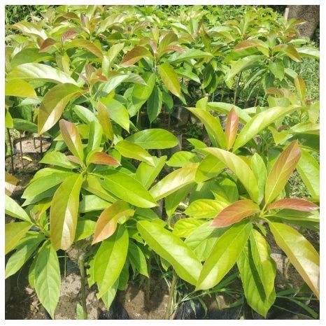 BIBIT ALPUKAT BOKHONGTEN B10 TANAMAN ALPOKAT BHOKONGTEN POHON BUAH ...
