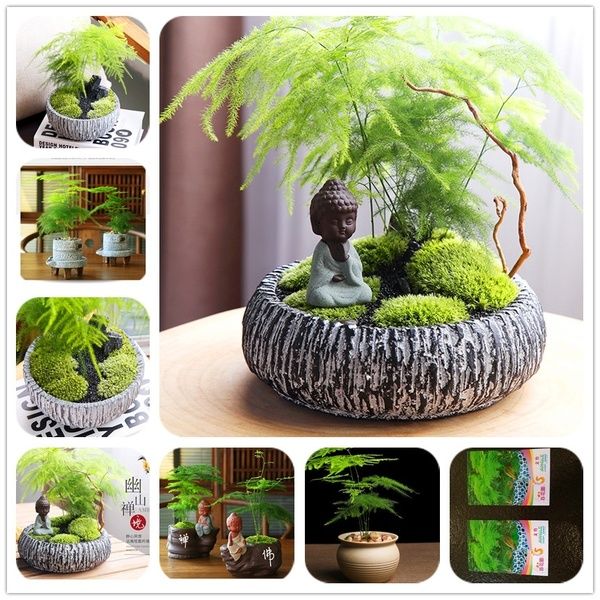 Singapore Ready Stock Asparagus Fern Tree Seeds for Planting (50pcs Per ...