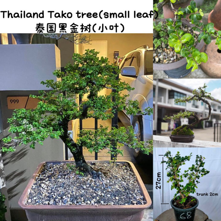 Thailand Tako tree(small leaf) 泰国黑金树(小叶) | Lazada
