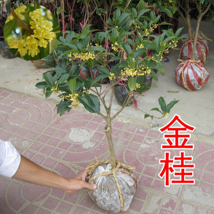 Four seasons evergreen, August golden osmanthus sapling, potted ...