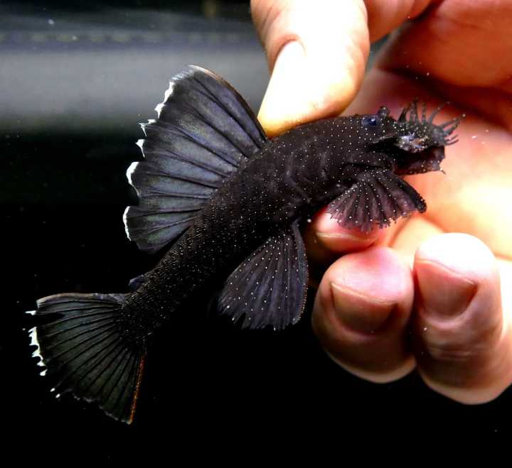 L183 Starlight Pleco/ Best tank cleaner/ With DOA 满天星 （2.5-3.5cm） | Lazada