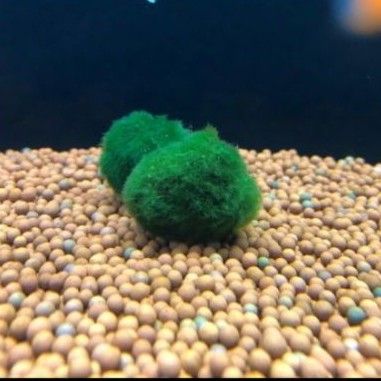 โปรโมชั่นพิเศษ มาริโม๊ะลูกไหญ่ marimo moss ball 3-4 cm JR3.7552🔴ถูกที่สุด🔴 | Lazada.co.th