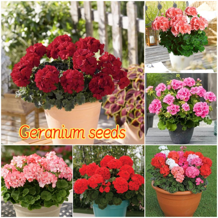 [Easy to grow in the Philippines] 70pcs Mixed Color Geranium Seeds ...