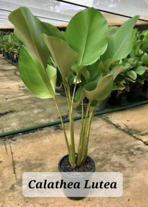 Anak Pokok Calathea Lutea| Pokok Daun Hijau | Lazada