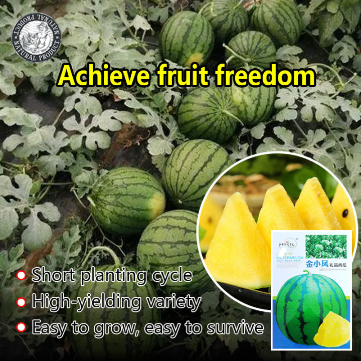 [Fast Germination/Spot goods] Super Sweet Juicy Yellow Watermelon Seed ...