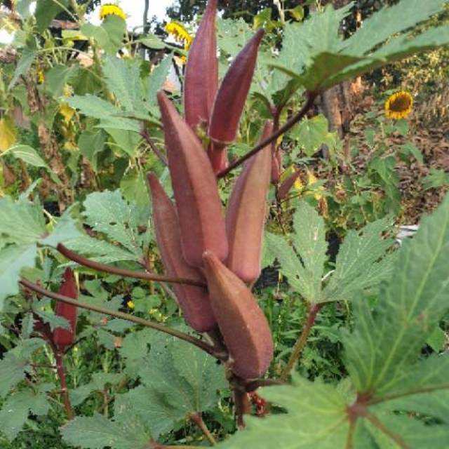 OKRA MERAH ISI [-/+10] BENIH SAYURAN REPACK | Lazada Indonesia