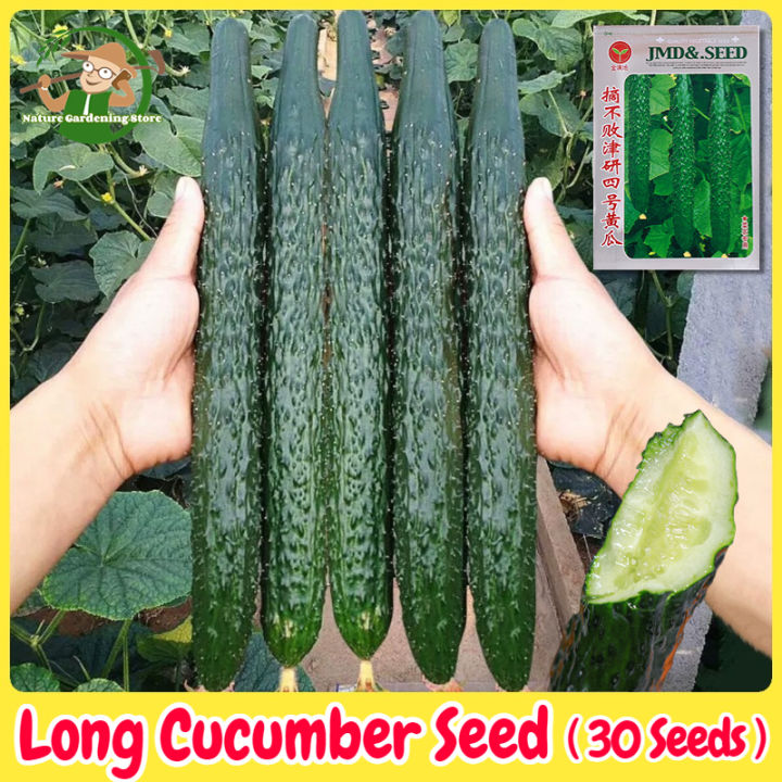 Fresh Organic Long Cucumber Seeds for Planting (30 Seeds) - High Yield ...