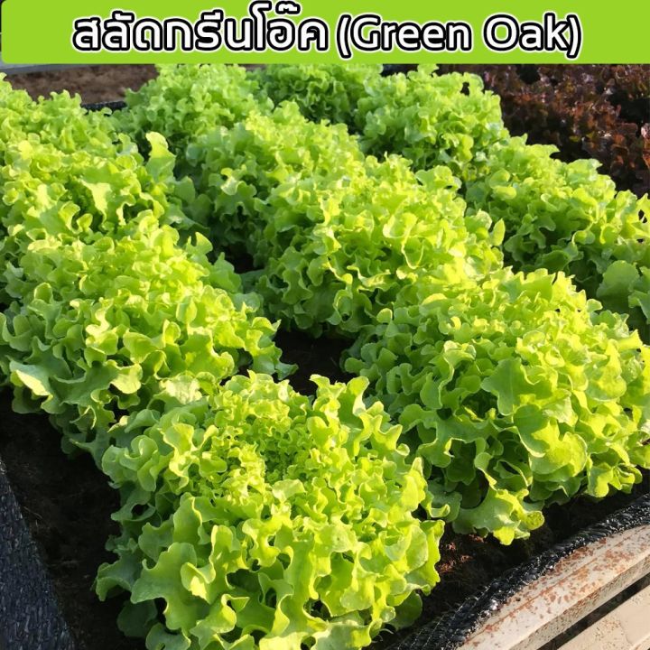 [Buy three Get Ten] Lettuce seeds, green oak, good germination, there ...