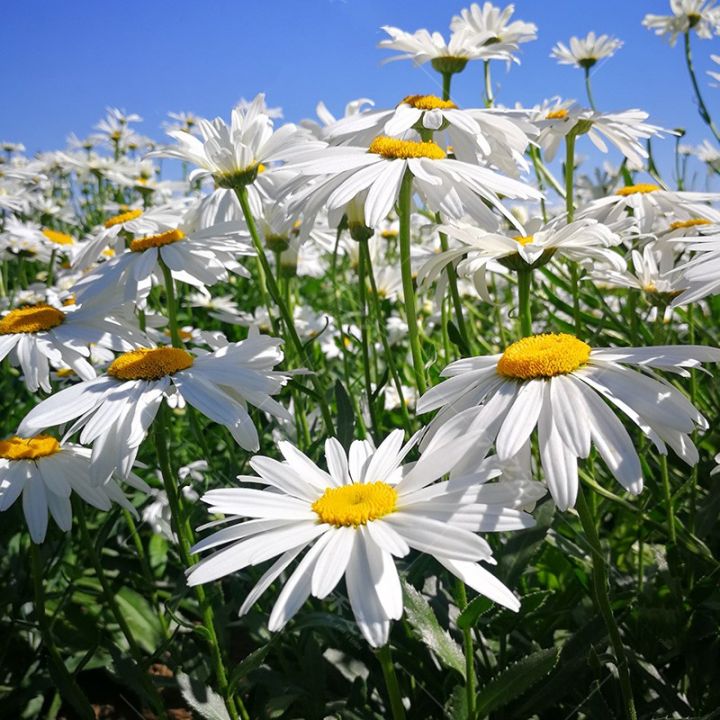 Philippines Ready Stock 50pcs Shasta Daisy seed flower seeds | Lazada PH