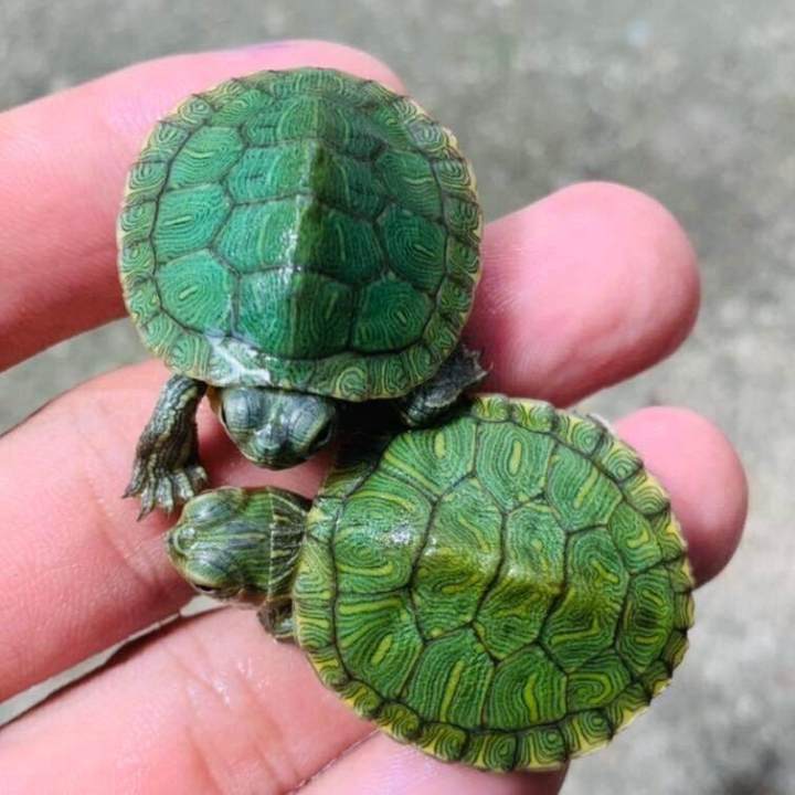 Rùa xanh mini siêu .dễ thương. Được hoàn tiền khi cá chết do trong quá ...