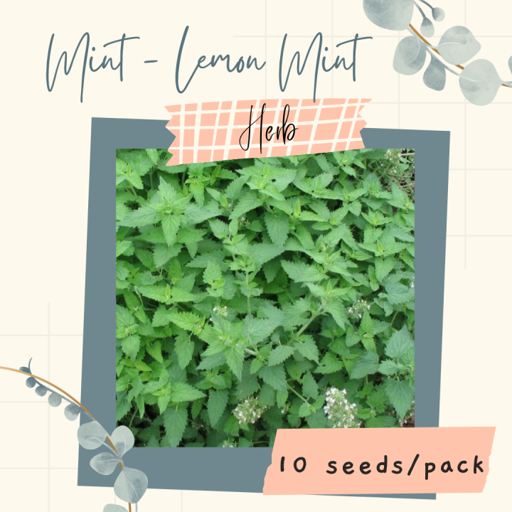 Lemon MINT Seeds for Planting (10 seeds) HERB | Lazada PH