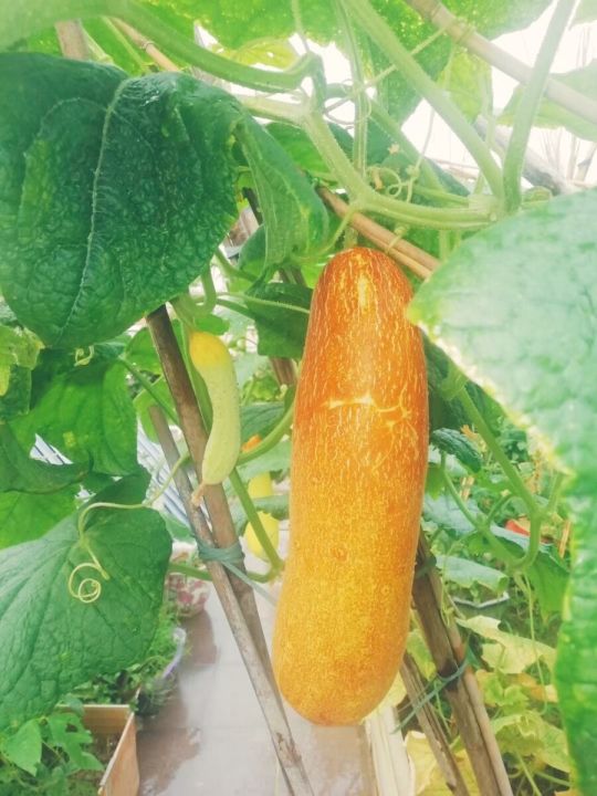 Yellow Golden Fruit Cucumber Pipino Seeds ( 20 seeds ) - Basic Farm ...