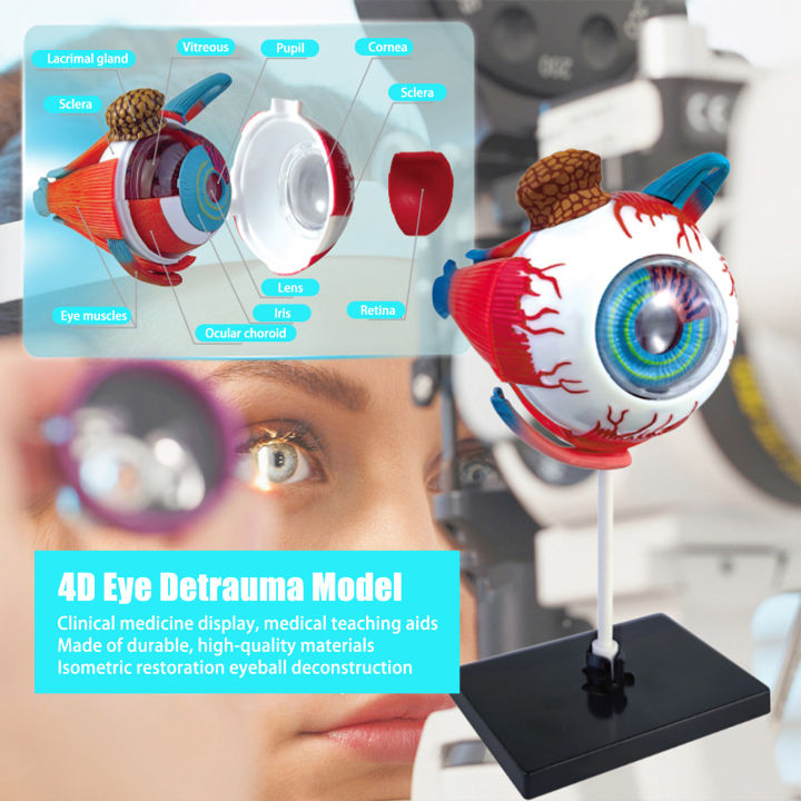 Bianyi Eye Anatomical Model Human Eye Anatomy Model Anatomical Eye ...