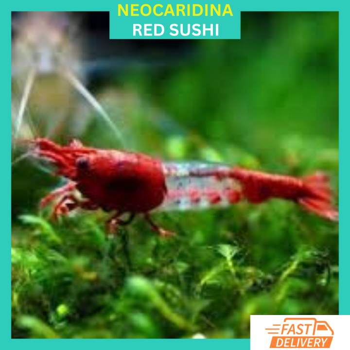 RFA Shrimp Neocaridina Shrimp Red Sushi / Red Rili Shrimp (High ...