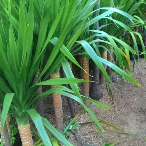 pohon pandan bali 1 meter / tanaman pandan bali | Lazada Indonesia