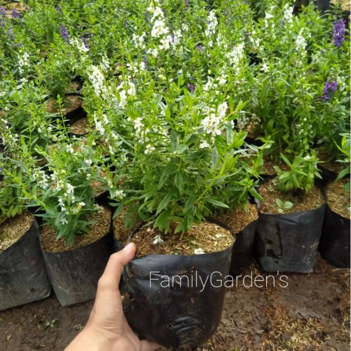 Tanaman Hias Lavender Putih / Bunga Lavender Angelonia ( BERBUNGA ...