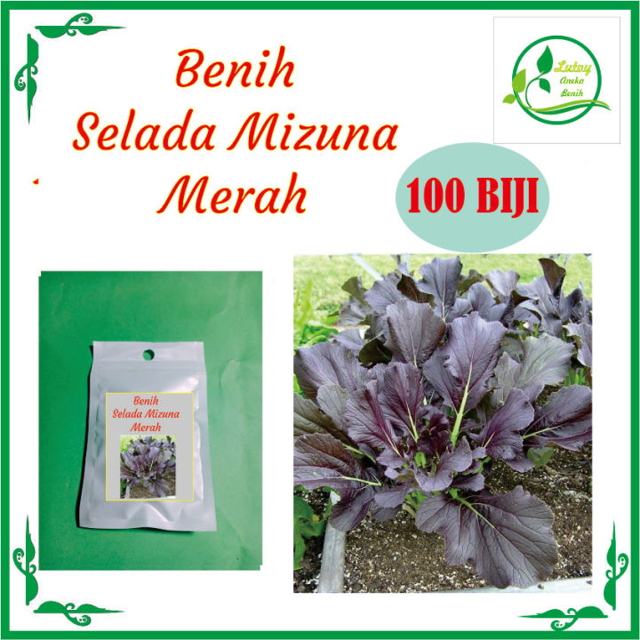 BENIH SELADA MIZUNA MERAH ISI 100 BIJI | Lazada Indonesia