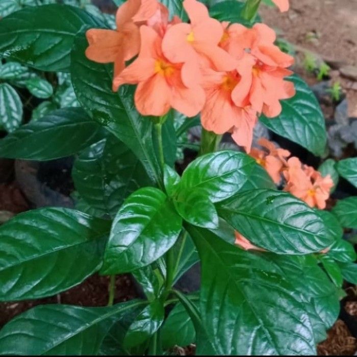 Pohon Rosandra Tanaman Hias Bunga Rosandra Lazada Indonesia