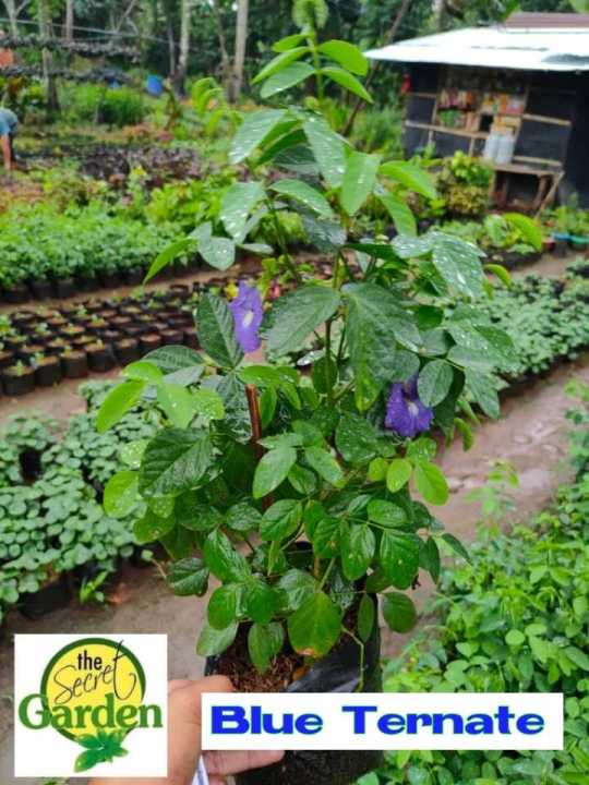 Blue Ternate Live Plant (STRICTLY LUZON ONLY) with FREE garden soil (2 ...