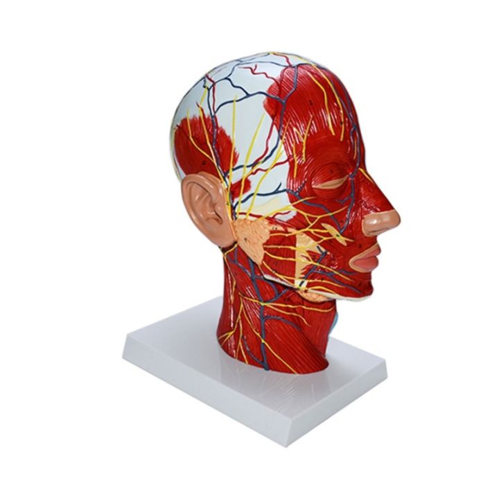 Human Head Model with Muscle Neurovascular Teaching Model for Classroom ...