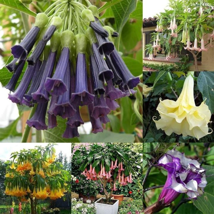 Ready Stock 20pcs Datura Brugmansia Seeds Potted Bonsai Trumpets Angel ...