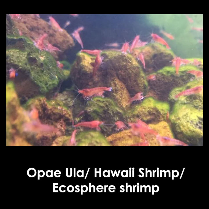 Opae Ula Shrimp 5pcs (Hawaiian Super Shrimp/Volcano Shrimp/Super Shrimp ...